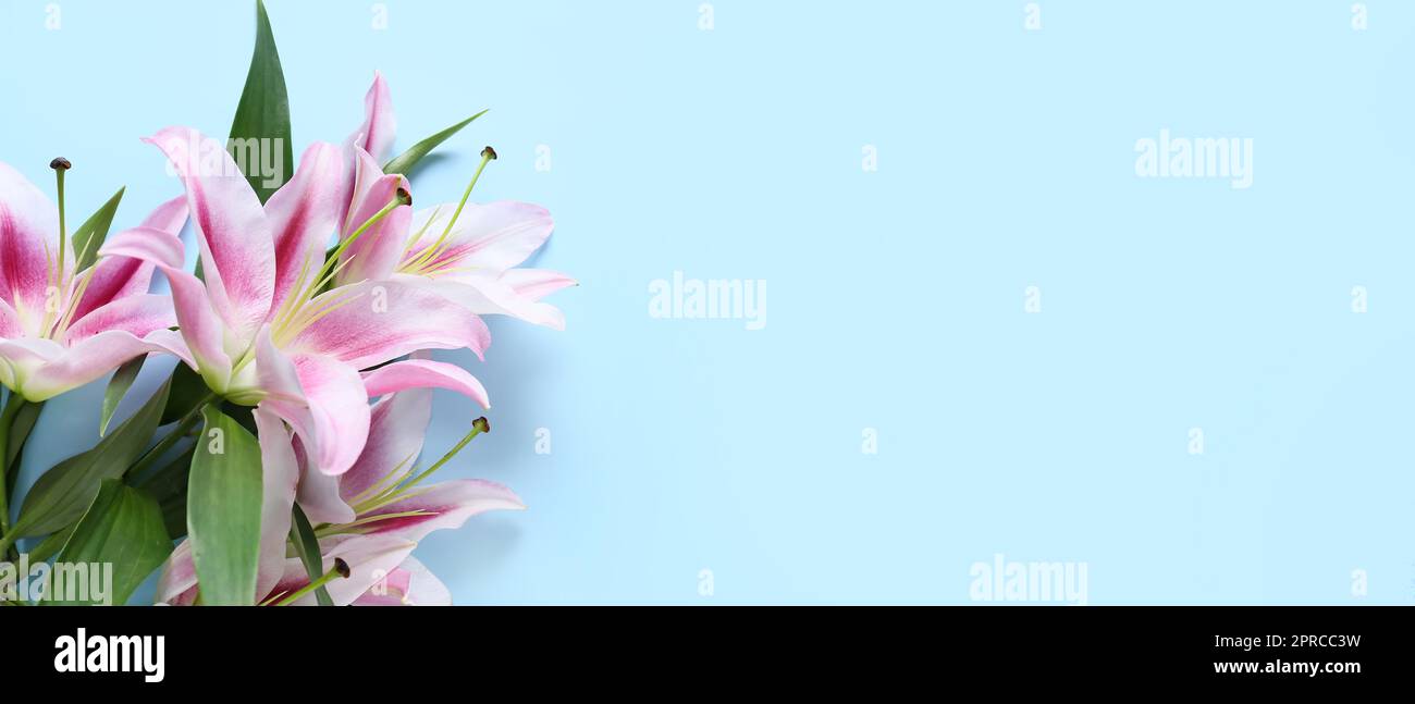 Beautiful lilies on light blue background with space for text Stock ...