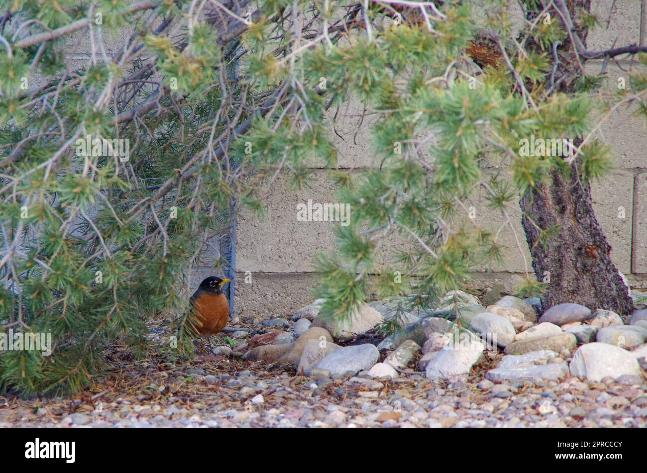 Robin Under Pinon Tree in New Mexico Stock Photo - Alamy