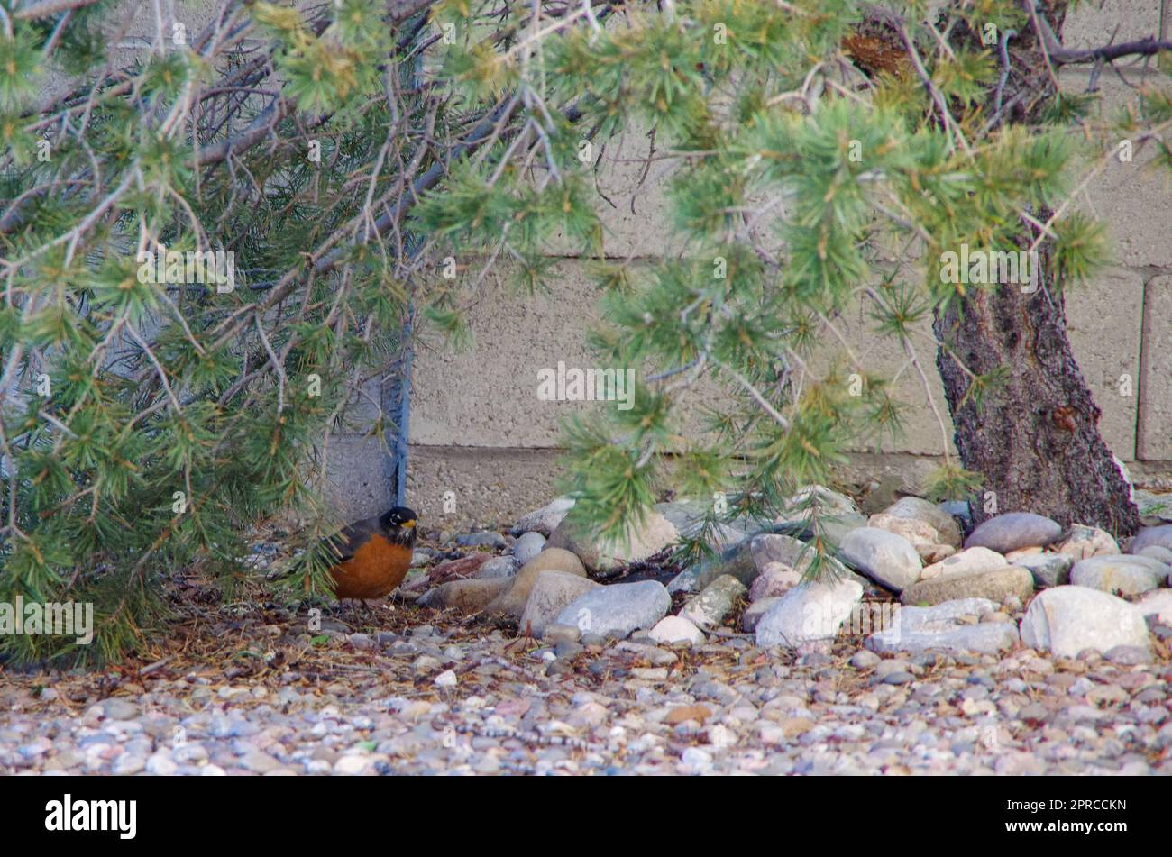 Robin Under Pinon Tree in New Mexico Stock Photo - Alamy