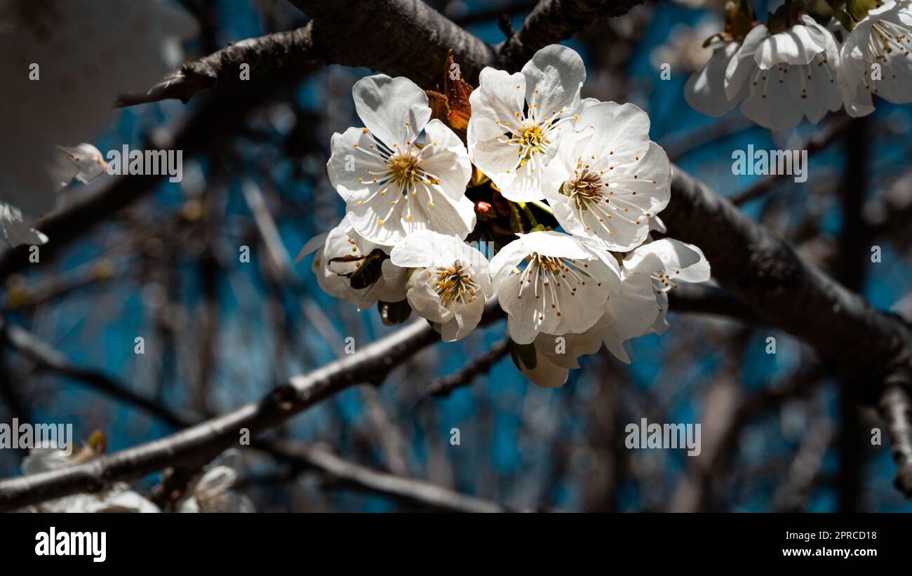 flowers of a cherry tree in the beautiful Chile Stock Photo - Alamy