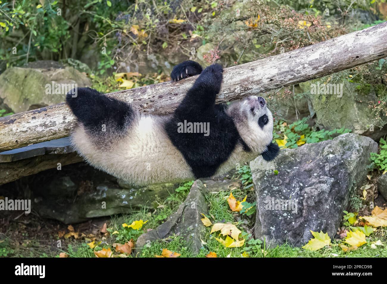 A baby giant panda hanging from a branch Stock Photo - Alamy