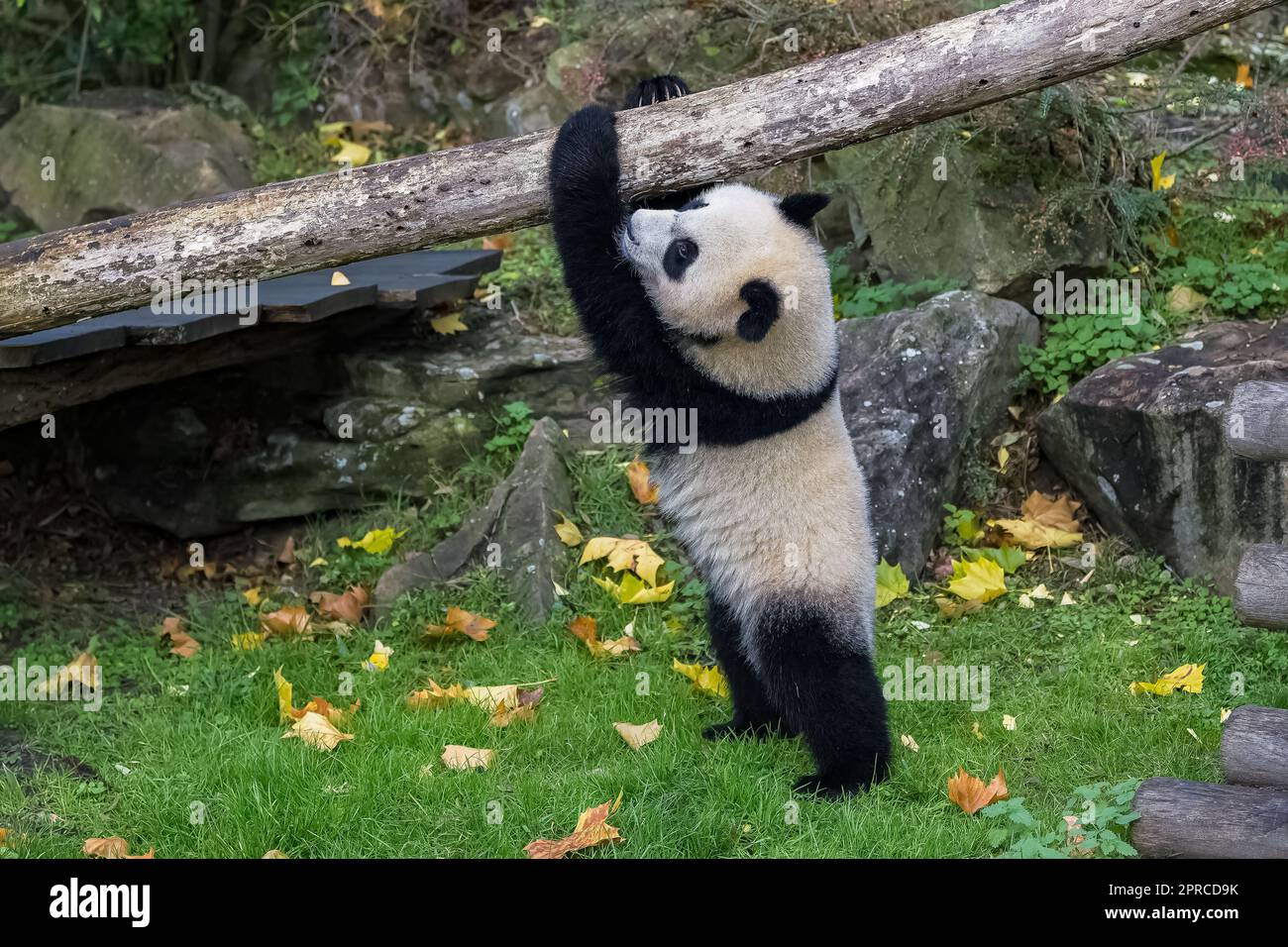 A baby giant panda hanging from a branch Stock Photo - Alamy