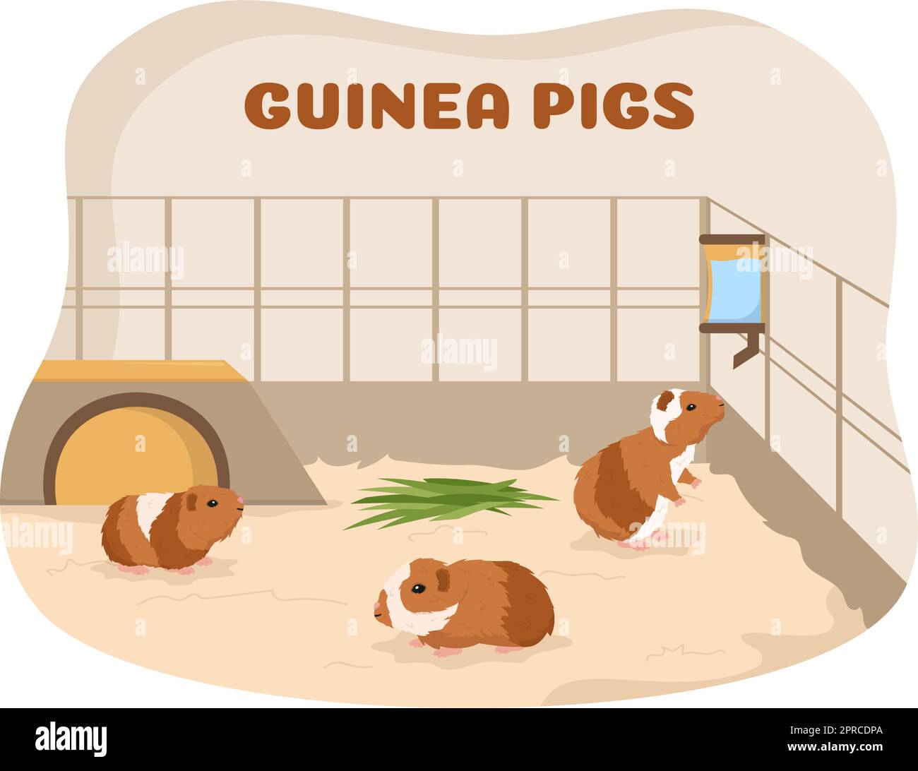 Guinea Pig Pets Hamsters Animals Breeds Suitable for Poster or Greeting ...