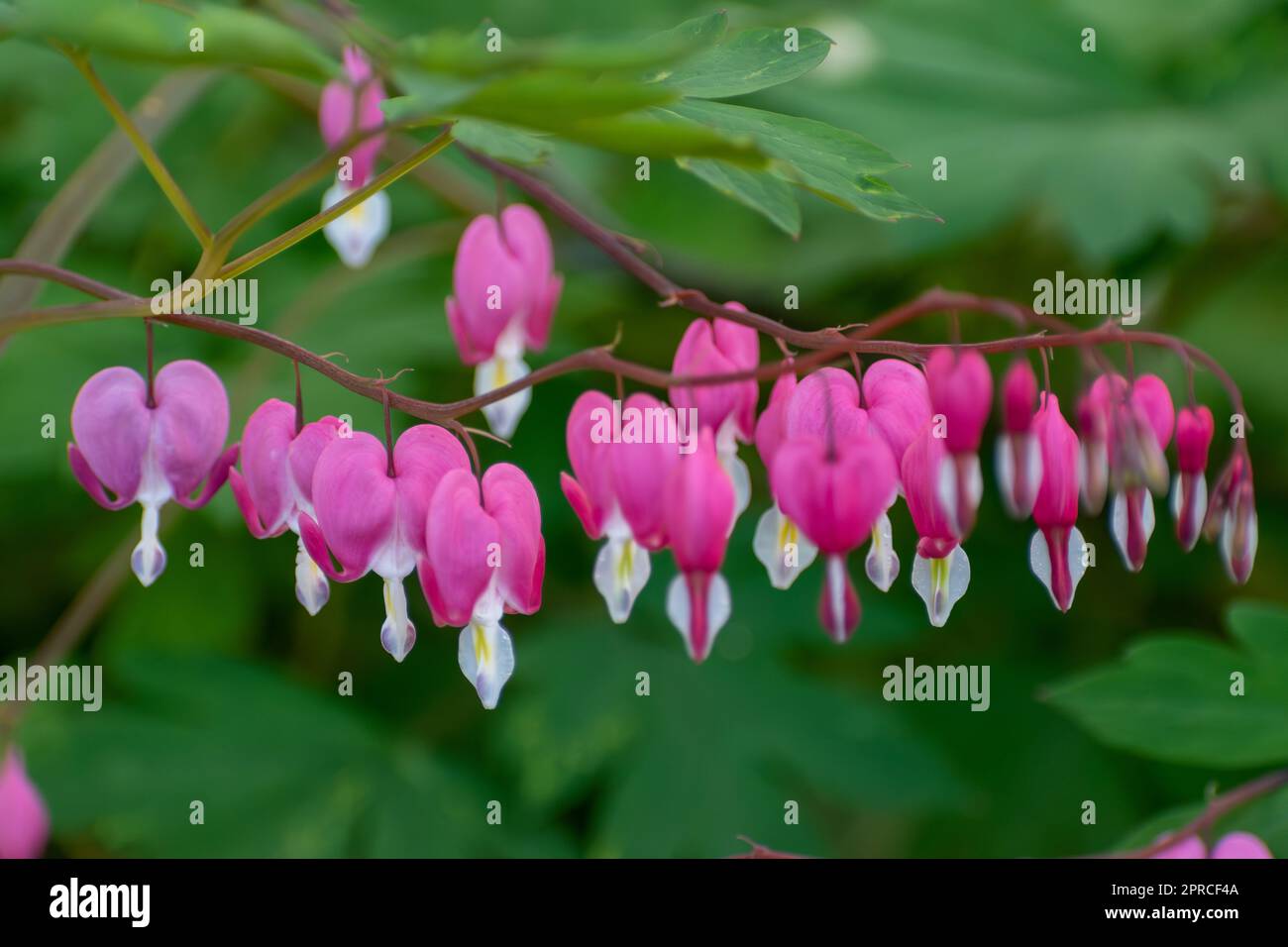 Closeup of vibrant bleeding hearts hanging from a branch Stock Photo ...