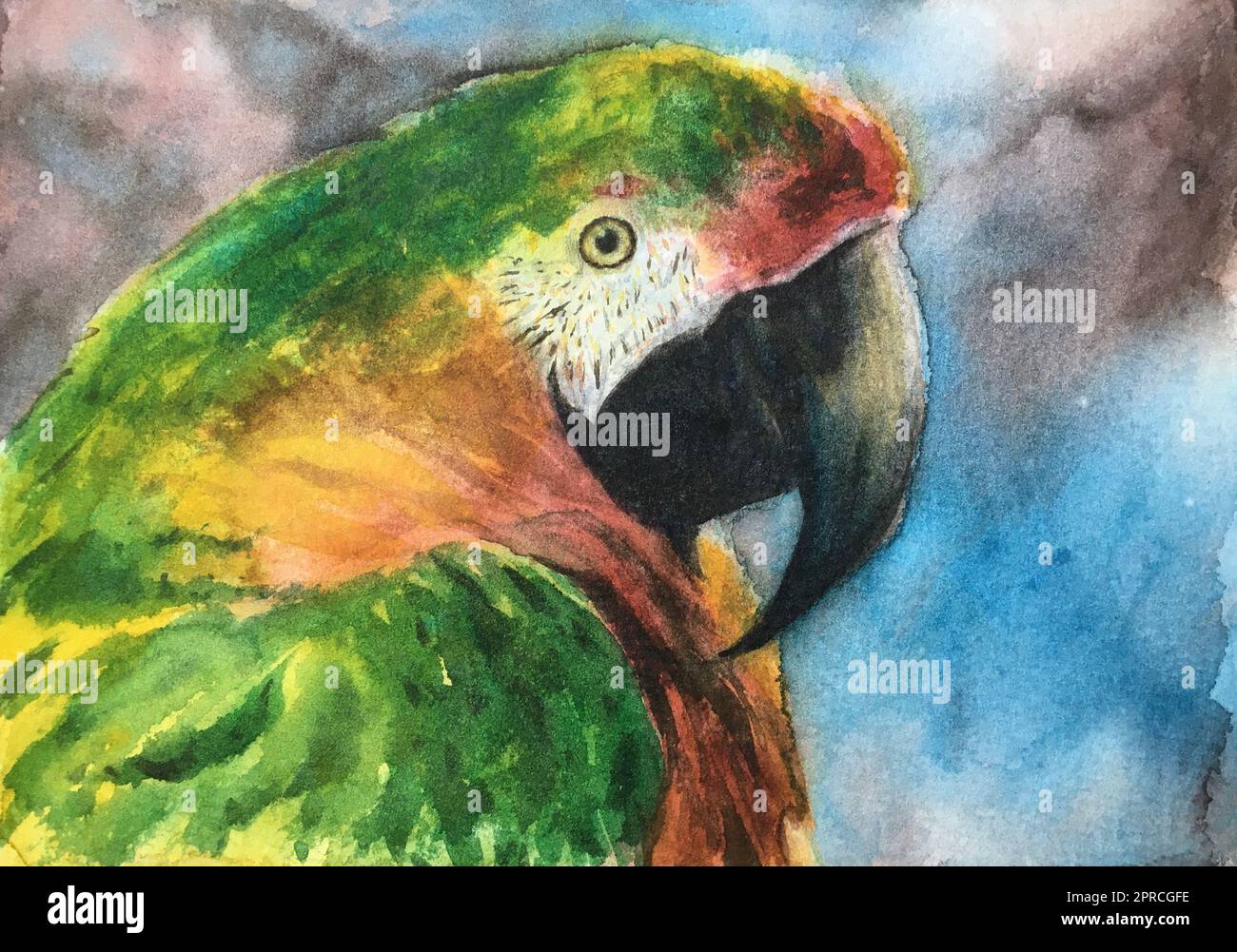 Watercolor painting of Macaw. Watercolor on paper. Hand painted Stock ...