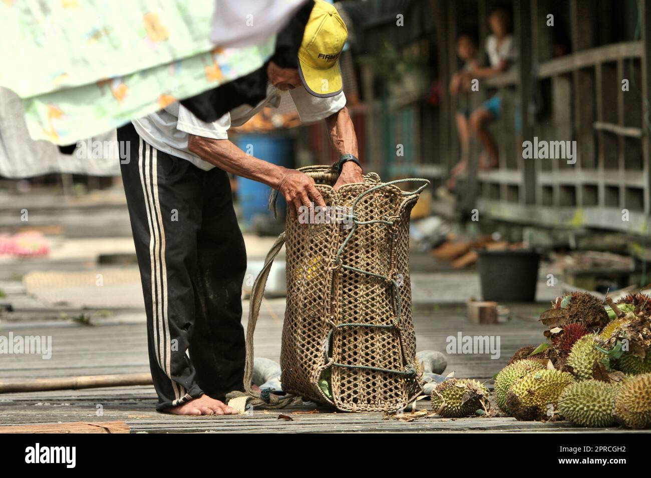 A man unloading freshly harvested durian fruits out of his rattan bag ...