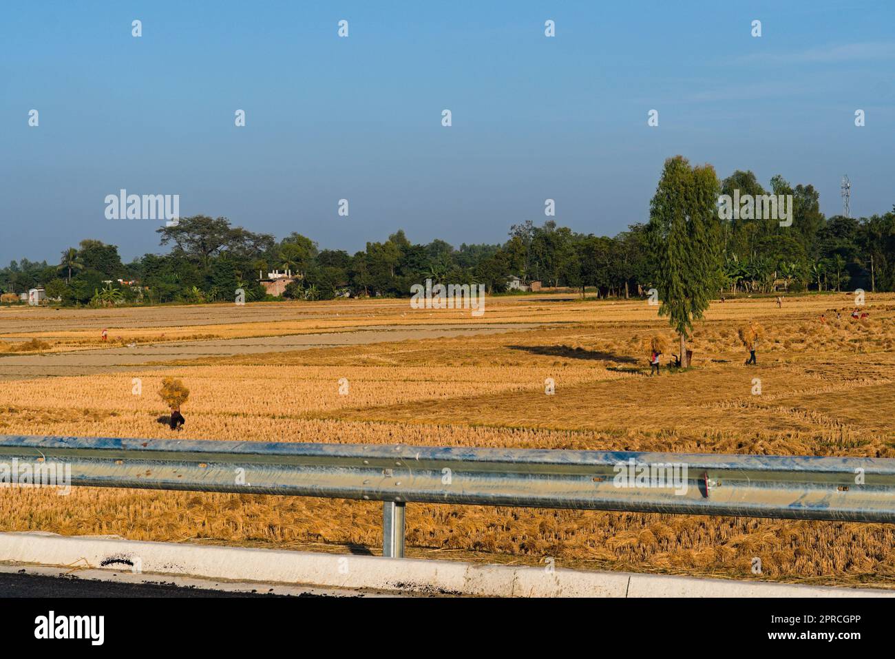 Farming in west bengal hi-res stock photography and images - Alamy