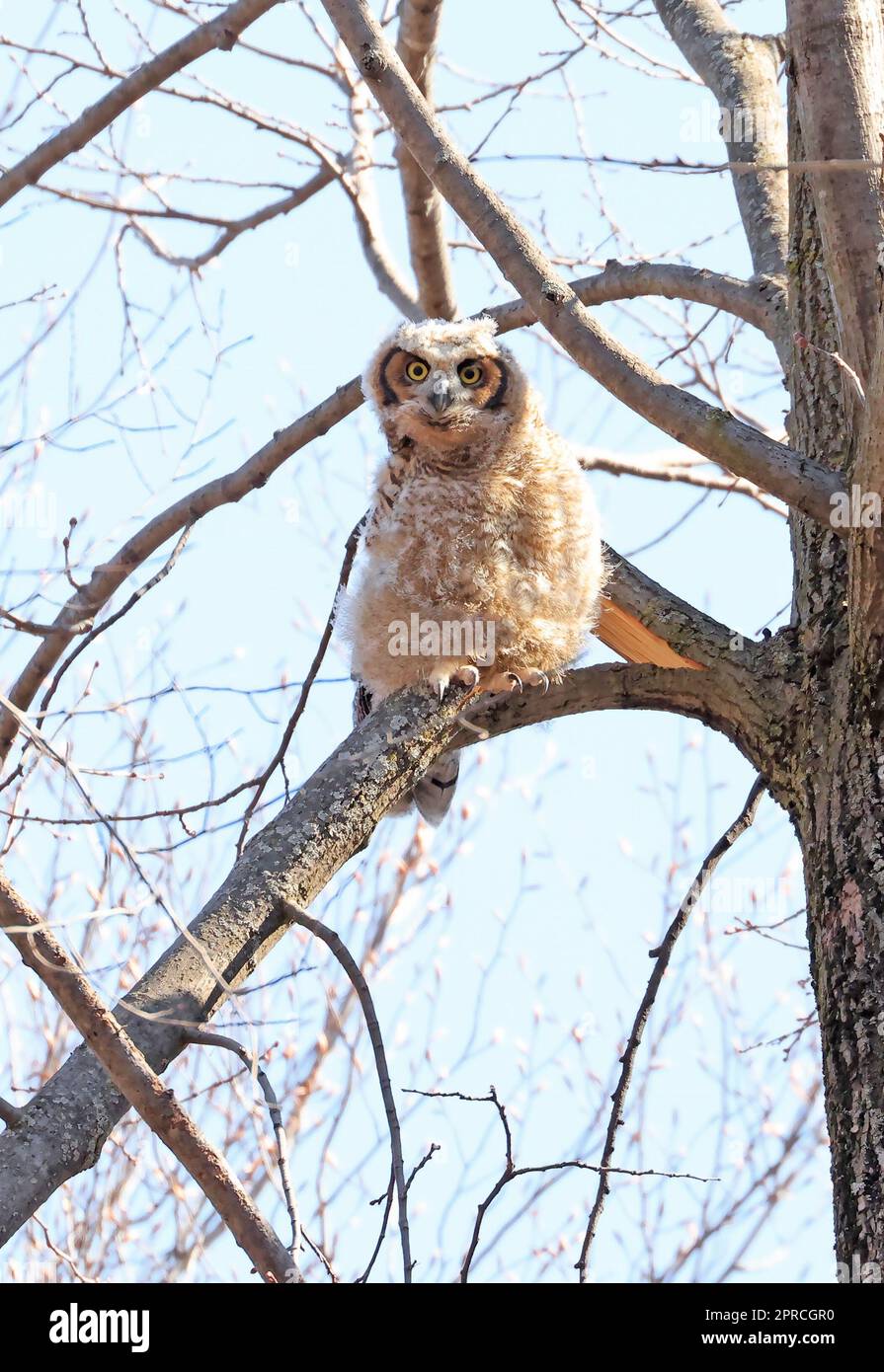 Great-horned Owl baby perched on a tree branch in the forest, Quebec ...