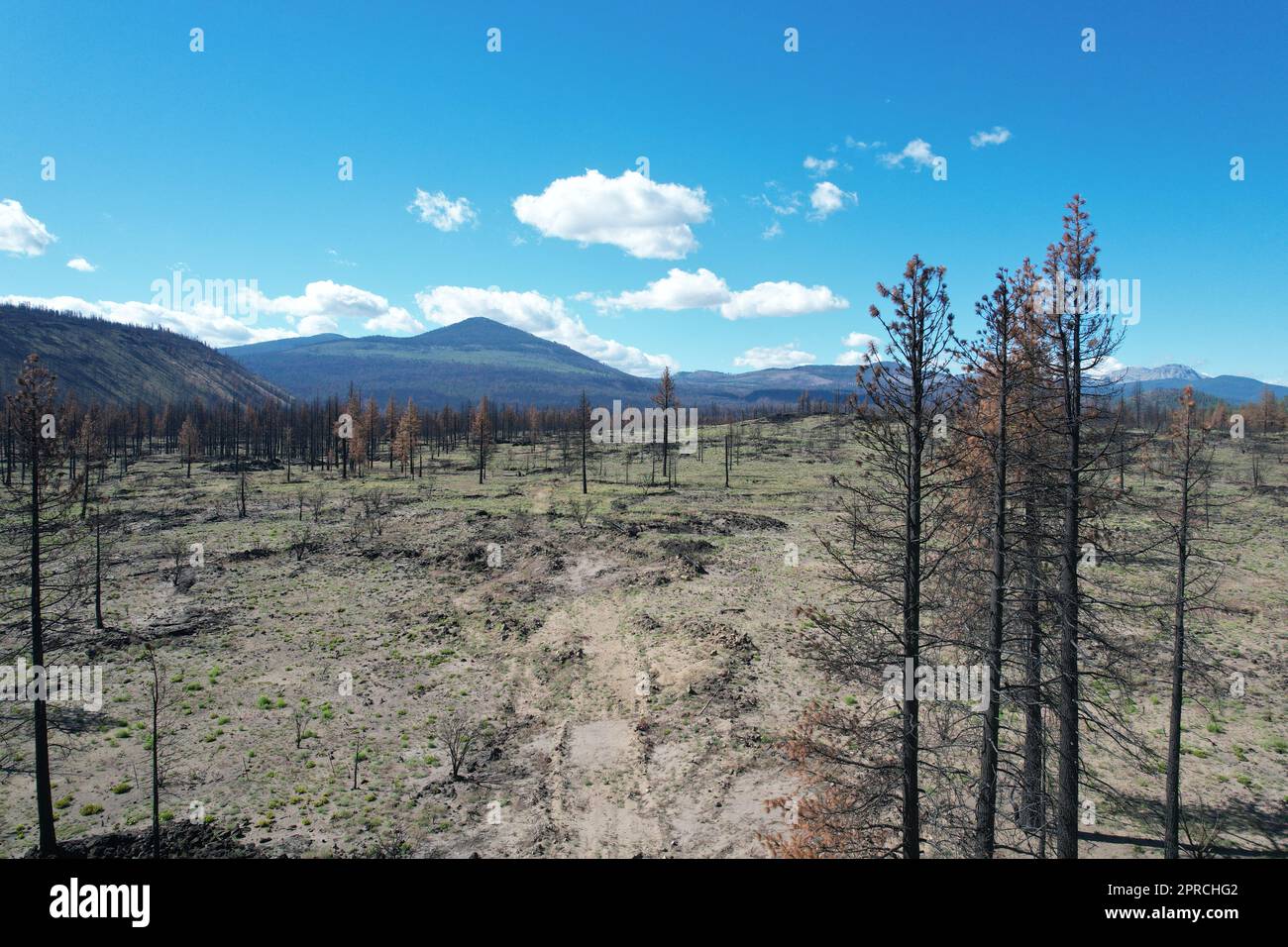 Lassen national forest California, Photo showing forest after fire ...