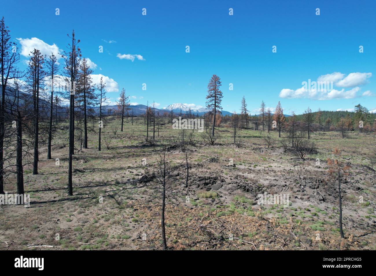 Lassen national forest California, Photo showing forest after fire ...