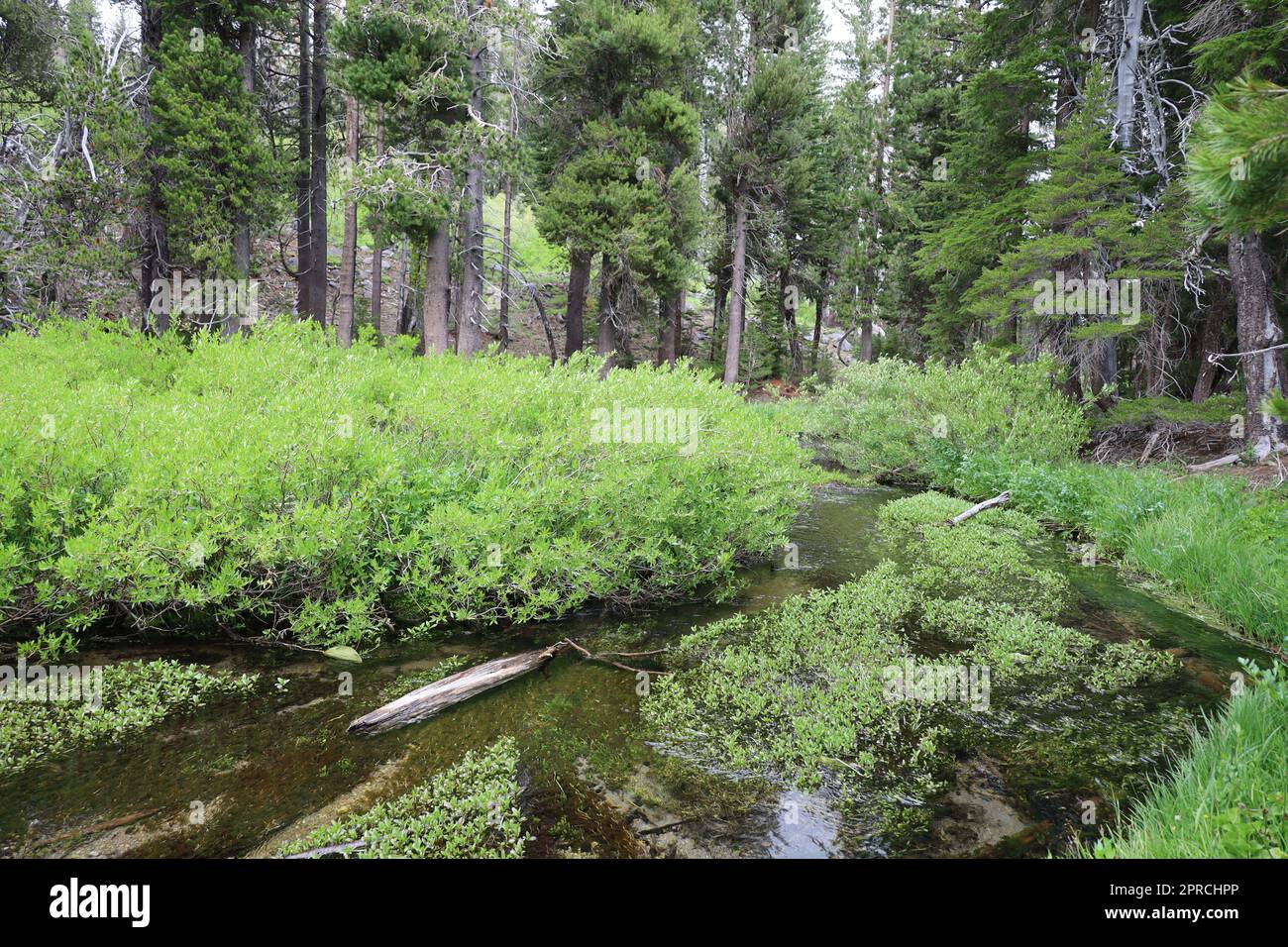 Paradise meadow in Lassen national park California Stock Photo - Alamy