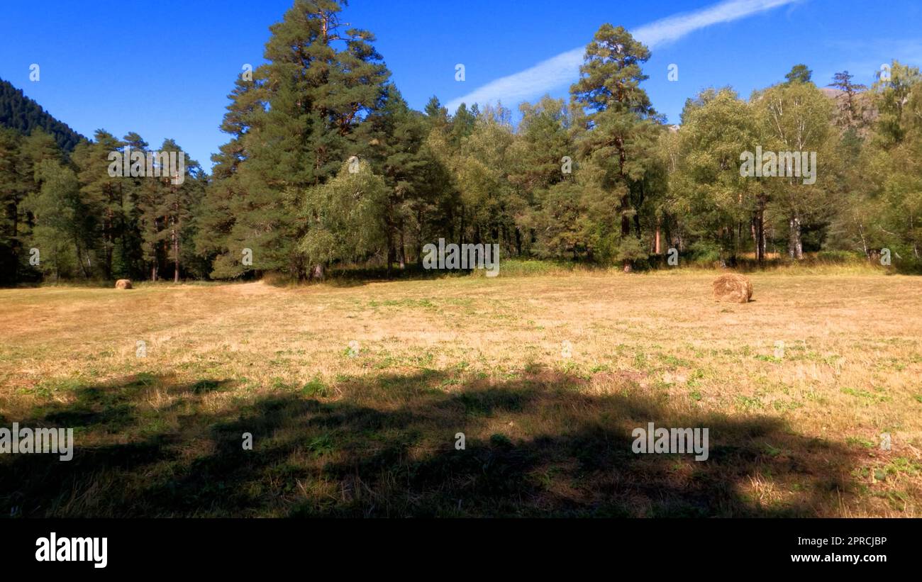 wheat field with rolled hay stacks in Alpine mountains at summer day ...