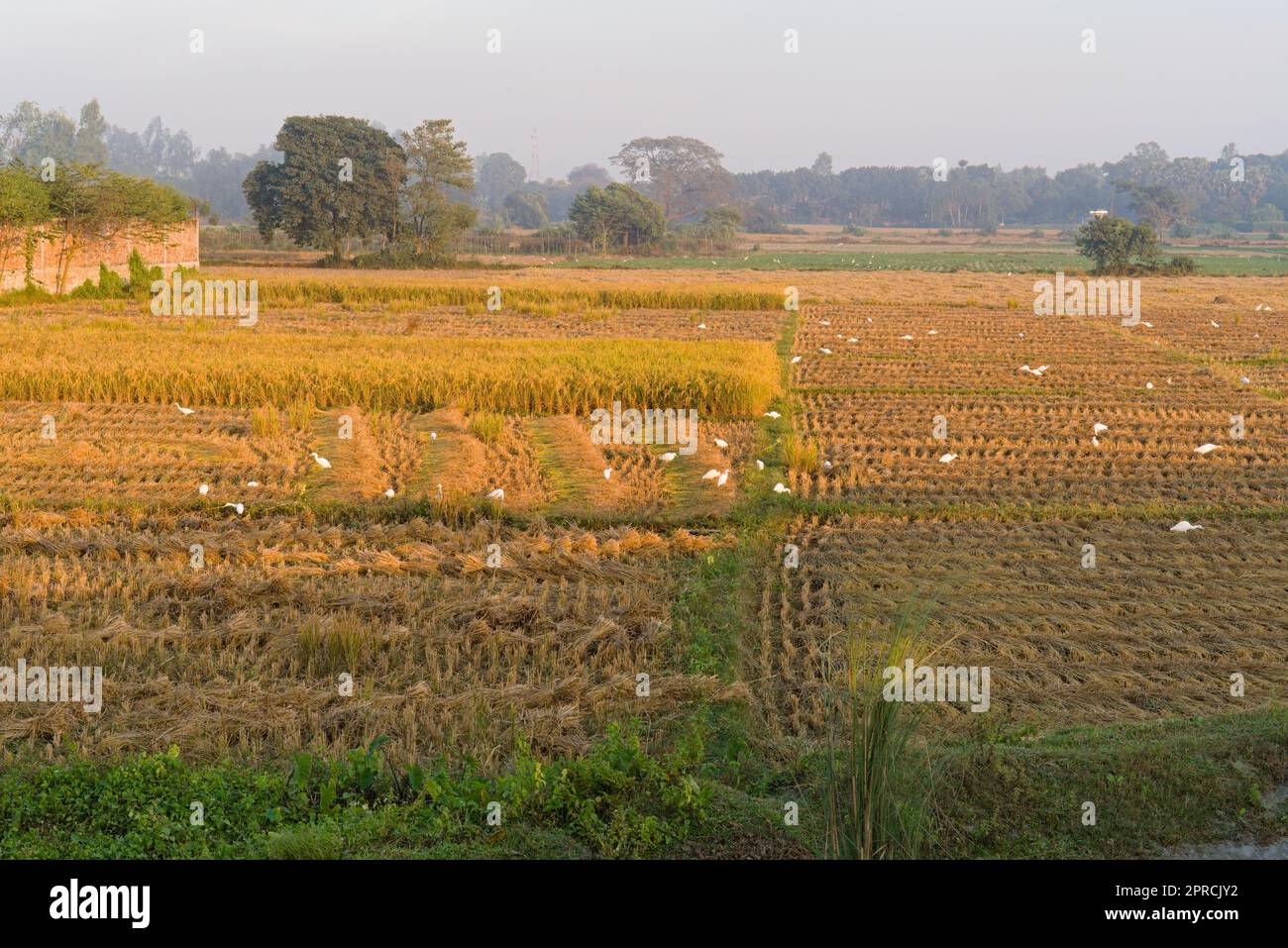view of farmland spread out from national highway in india Stock Photo ...
