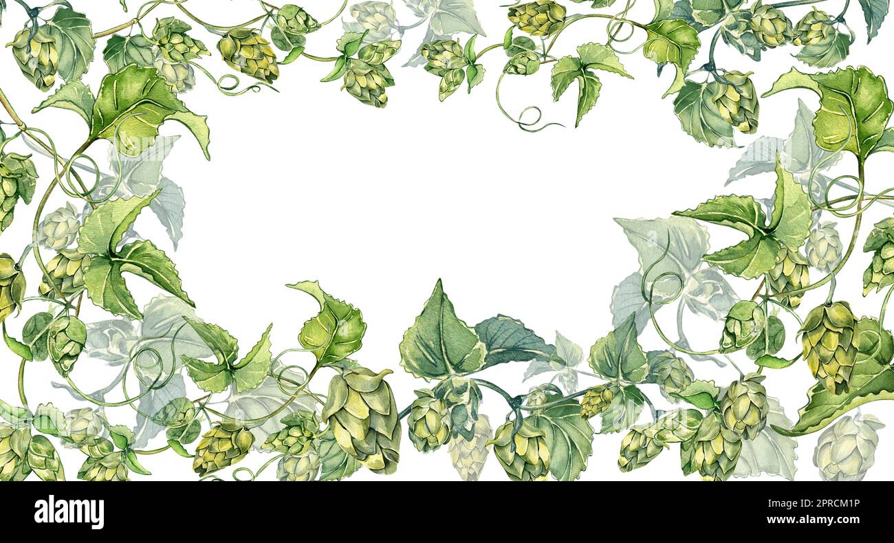Frame of hop vine, plant humulus watercolor illustration isolated on ...