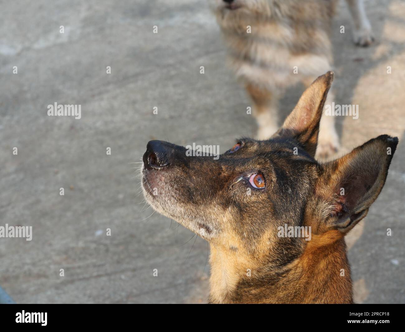 black-brown dog is raising its head to looking up, Puppy eye are ...