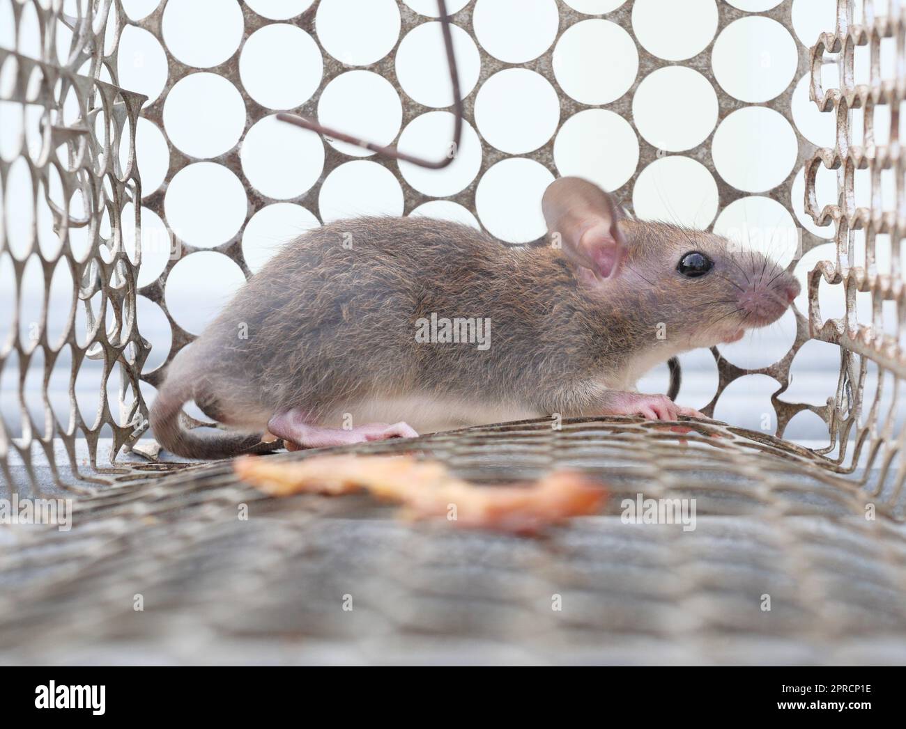 Rat in cage mousetrap, Mouse finding a way out of being confined ...
