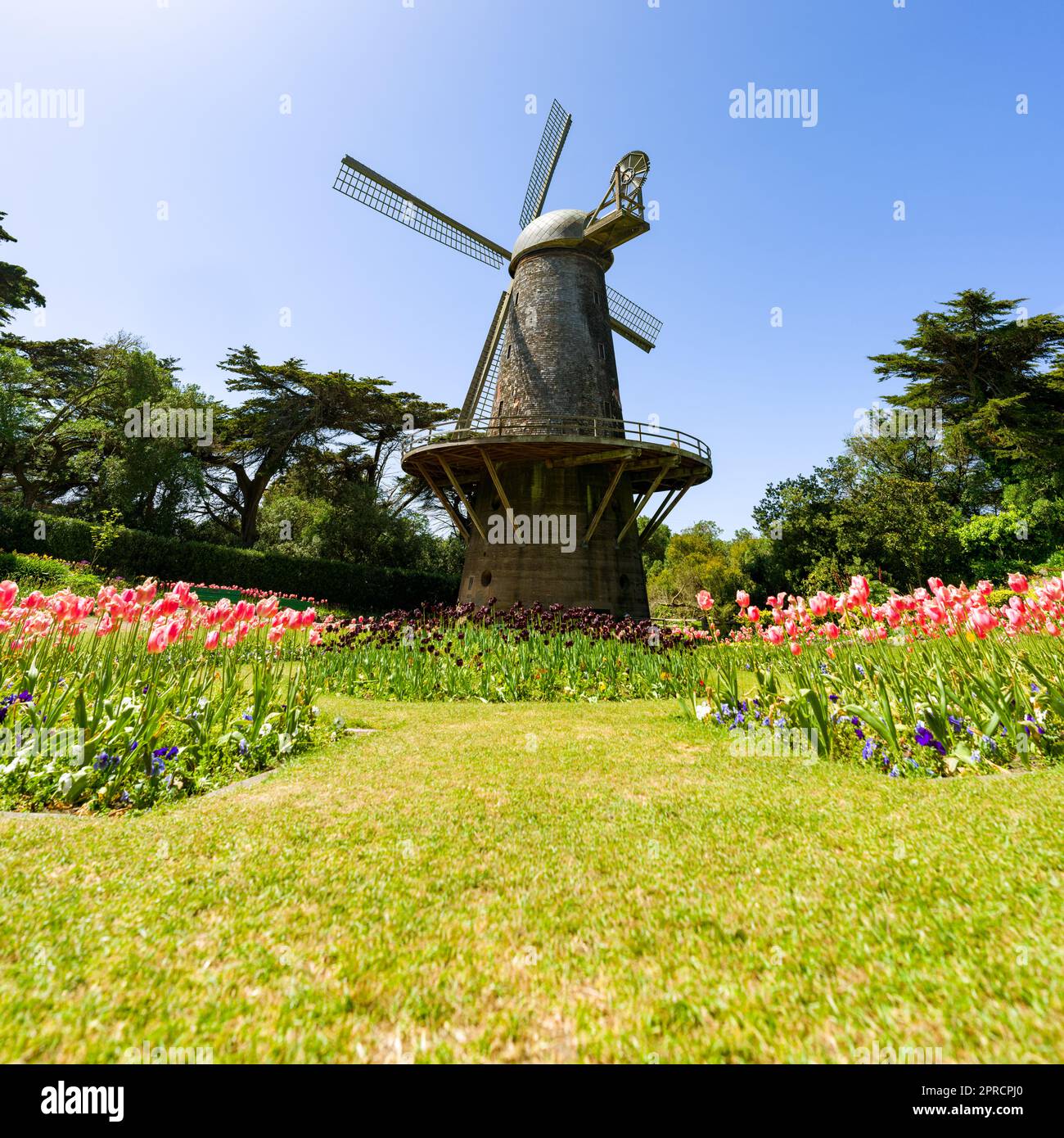 Dutch Windmill Surrounded by Tulips in San Francisco Golden Gate Park ...