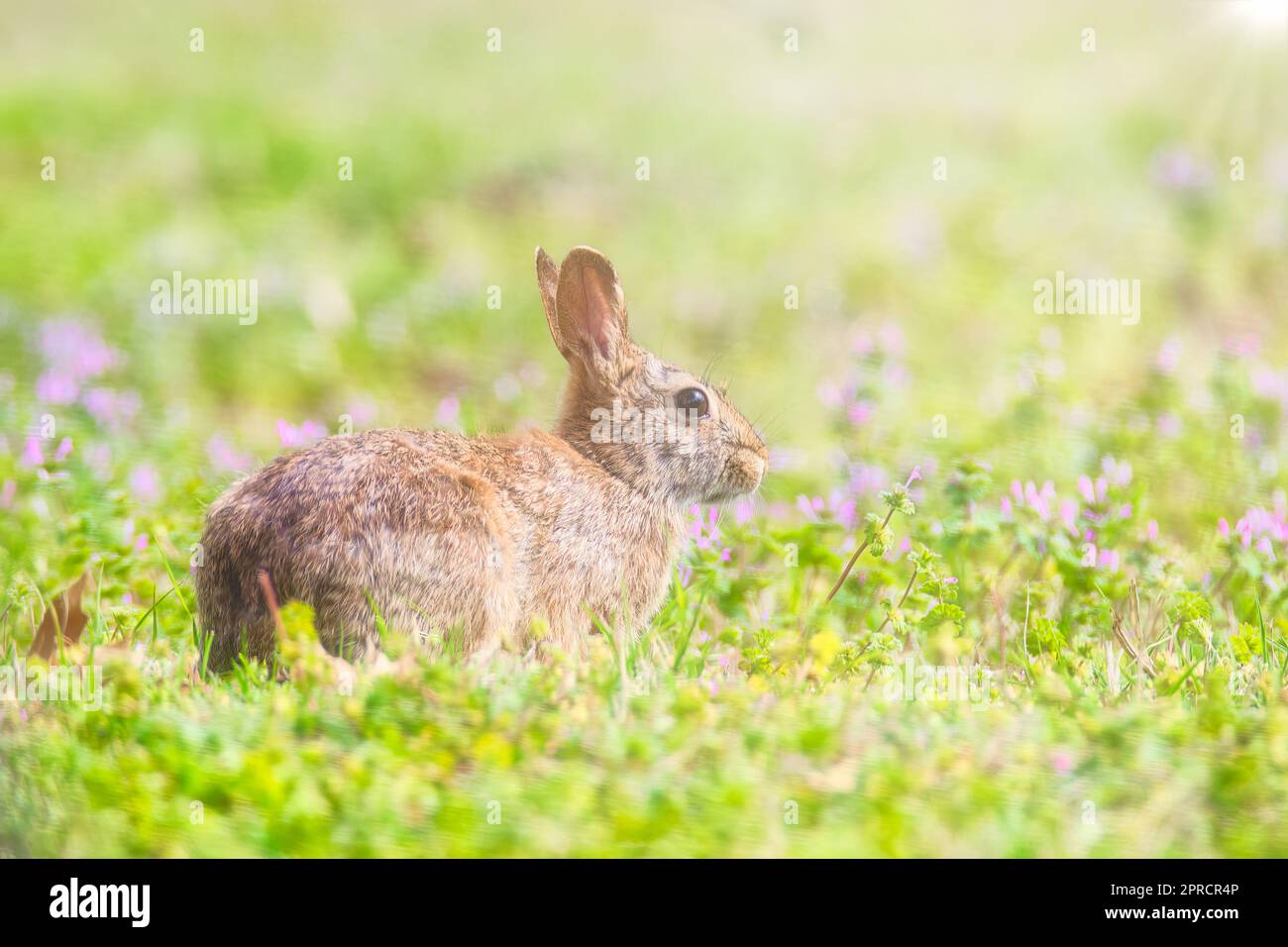 Rabbit in sunshine hi-res stock photography and images - Alamy