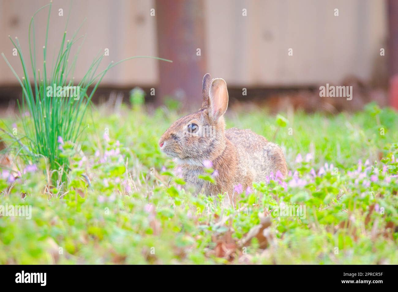 Rabbit by the Shed Stock Photo - Alamy