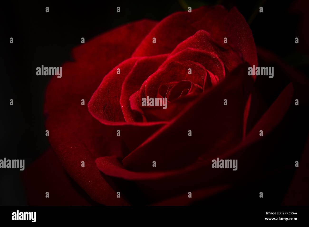 Dramatic rose flower hi-res stock photography and images - Alamy