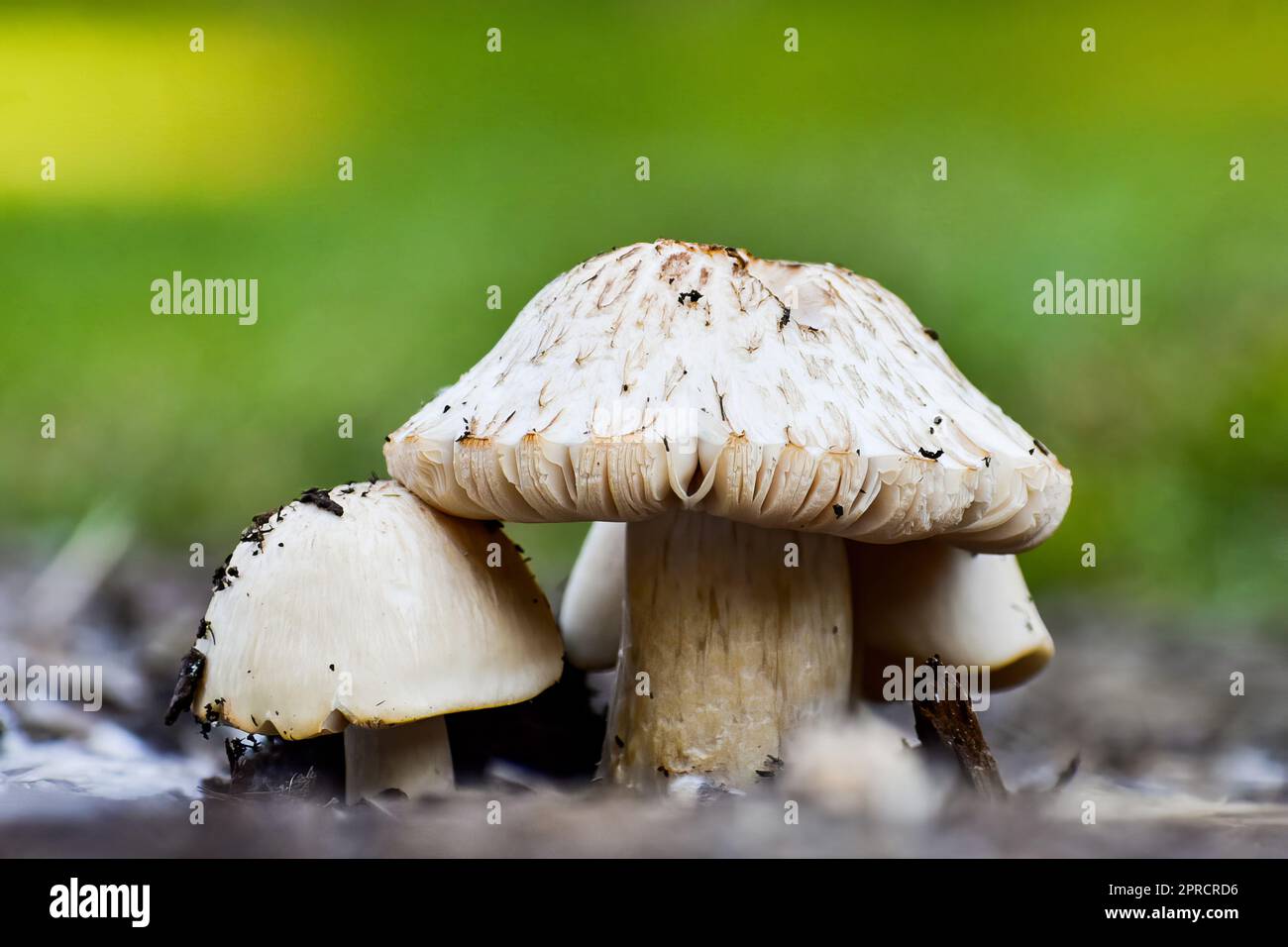 Cluster of tiny fungi hi-res stock photography and images - Alamy