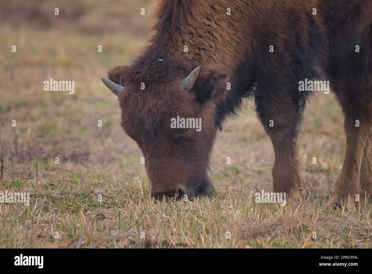 Small horns hi-res stock photography and images - Alamy