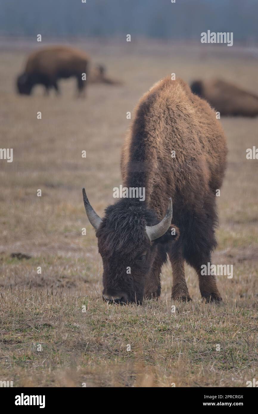 Horned Bison Grazing Stock Photo - Alamy