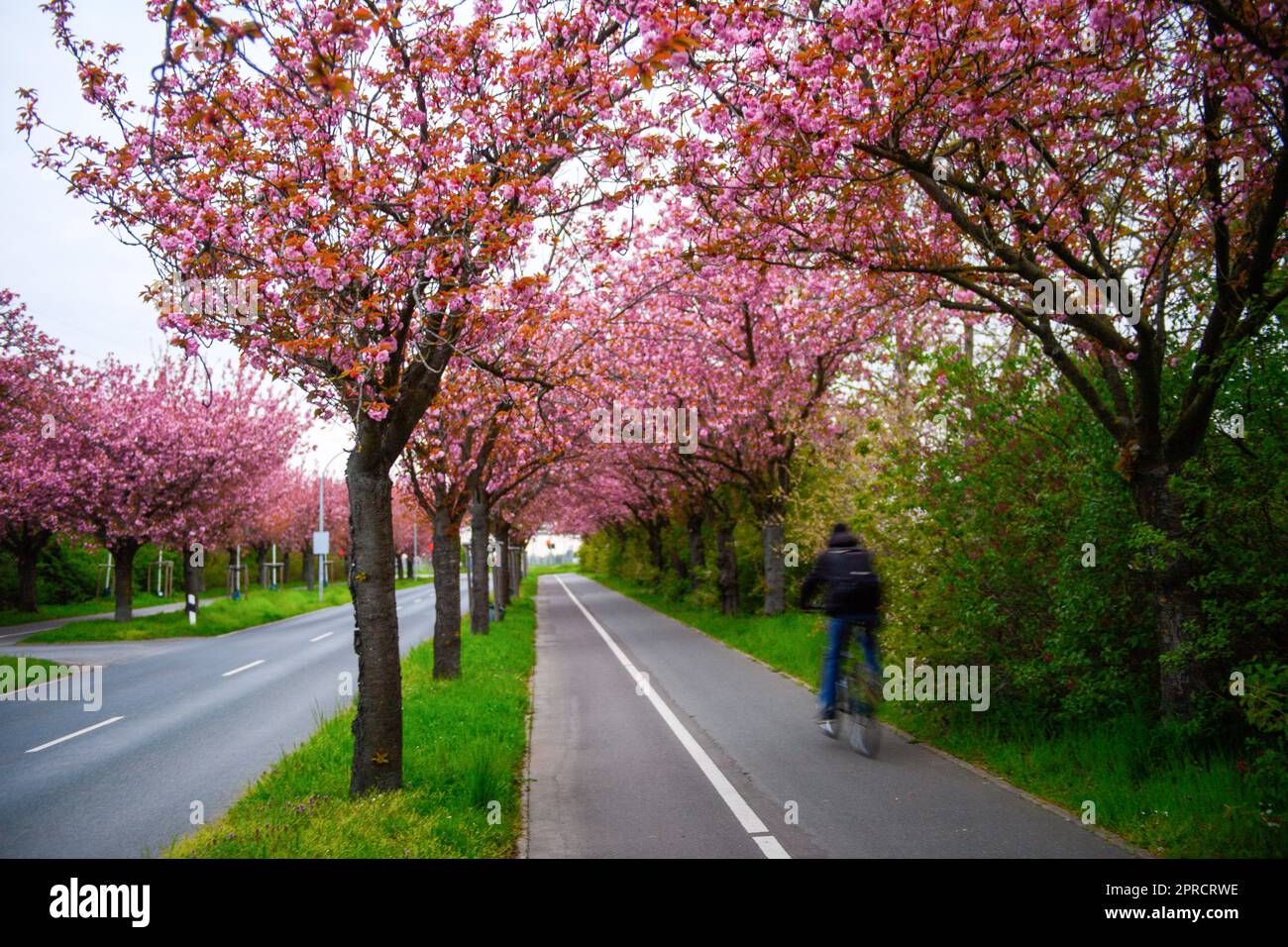 Magdeburg, Germany. 27th Apr, 2023. Japanese clove cherries bloom in ...