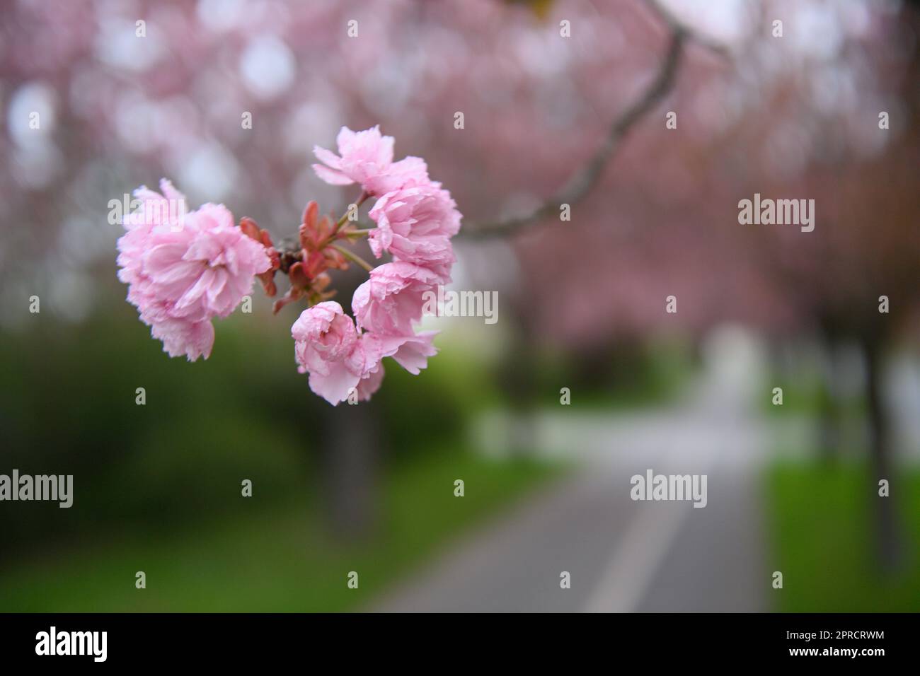 Magdeburg, Germany. 27th Apr, 2023. Japanese clove cherries bloom in ...