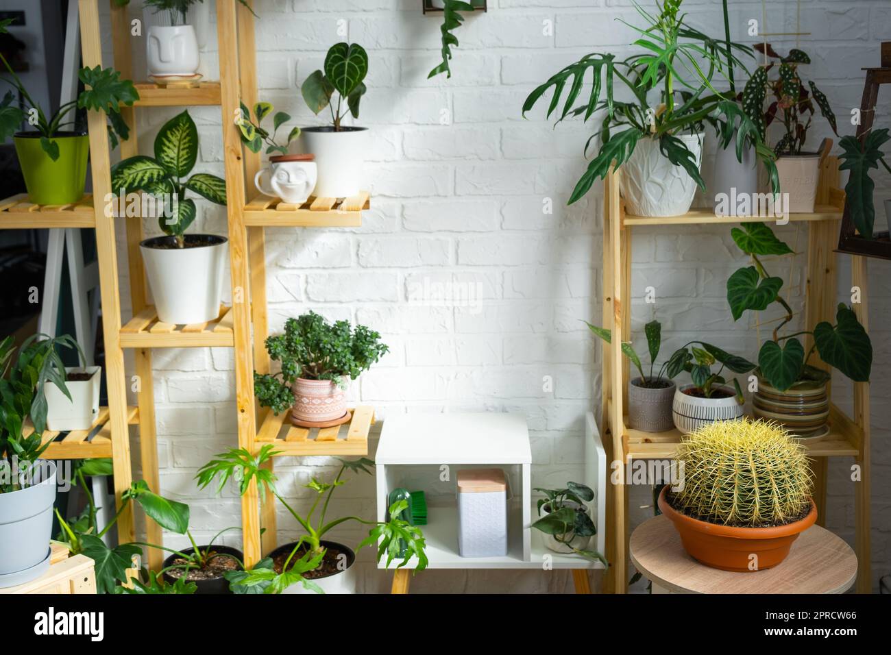 Shelving with a group of indoor plants in the interior. Houseplant ...