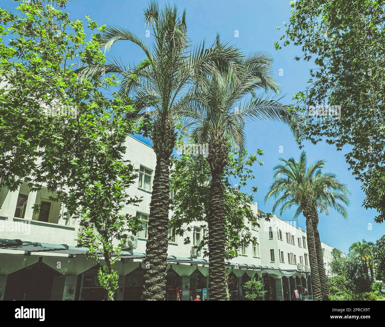 Palm trees thick trunks hi-res stock photography and images - Alamy