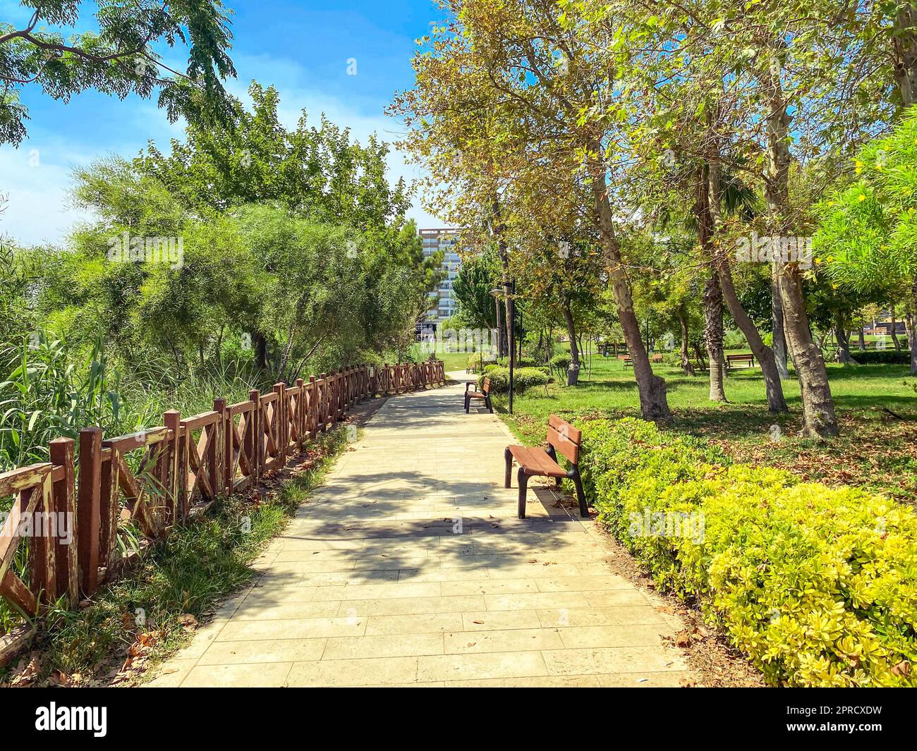 park with big green trees. tropical green forest. tall plants in a ...