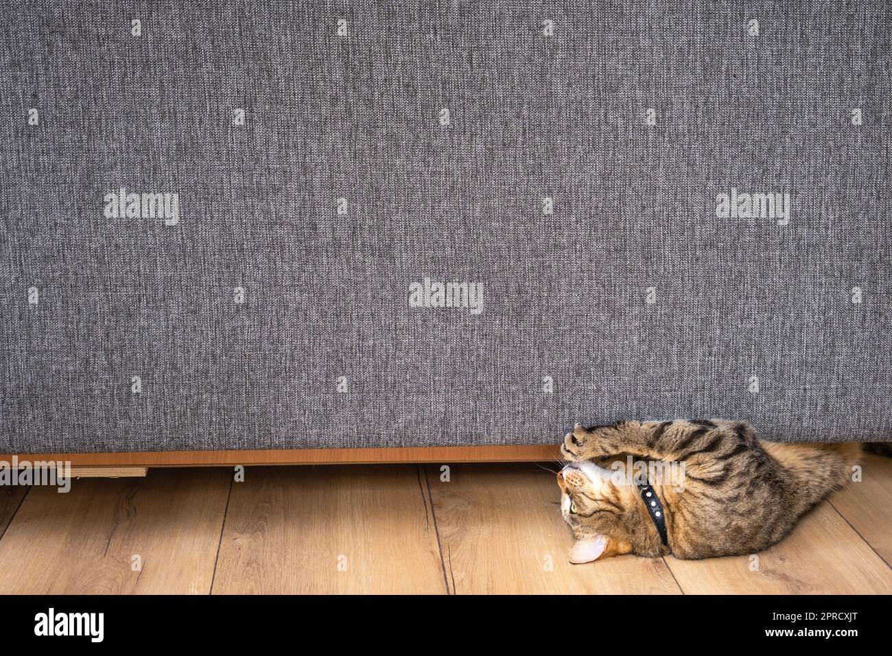 A domestic cat sharpens its claws on a sofa. Pet spoils furniture ...