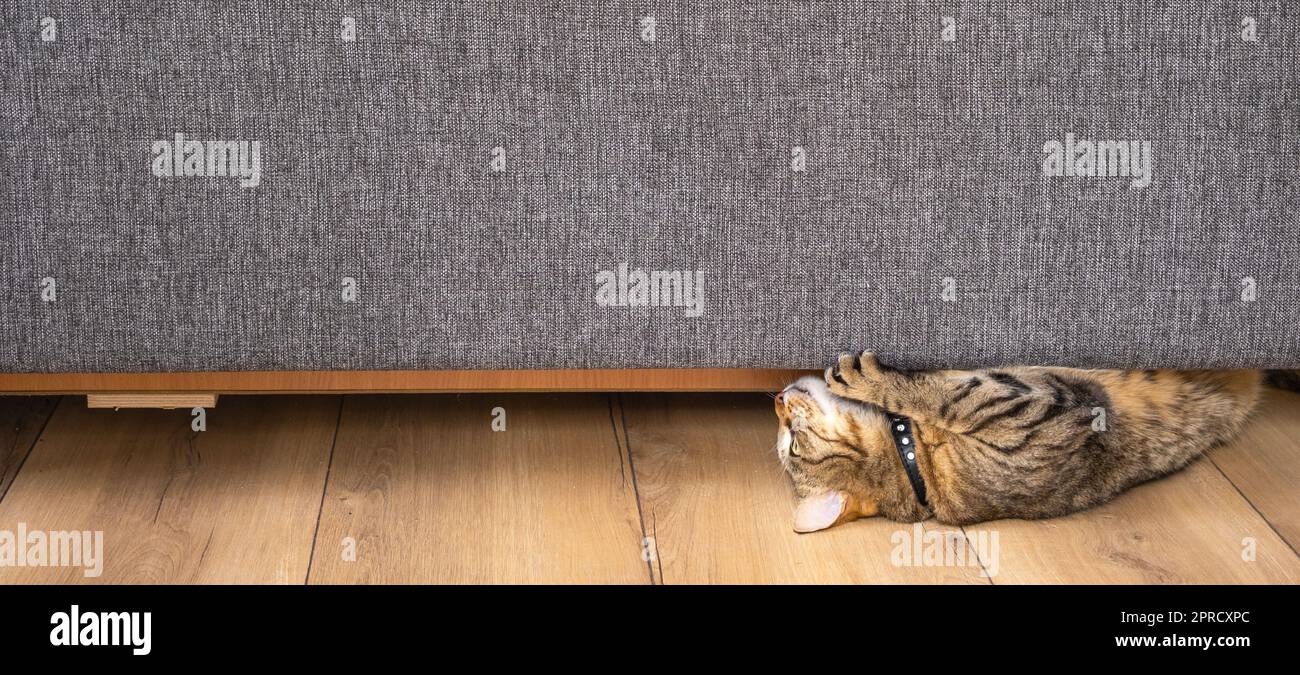 A domestic cat sharpens its claws on a sofa. Pet spoils furniture ...