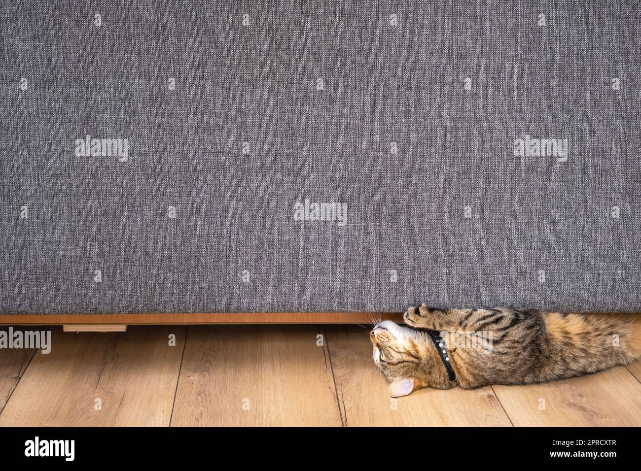 A domestic cat sharpens its claws on a sofa. Pet spoils furniture ...