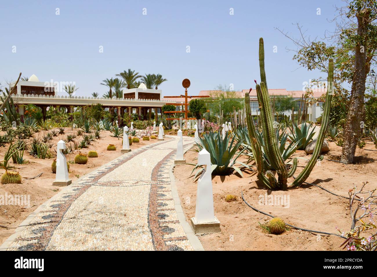 Park with cactus exotic tropical desert in Mexican Latin American style ...