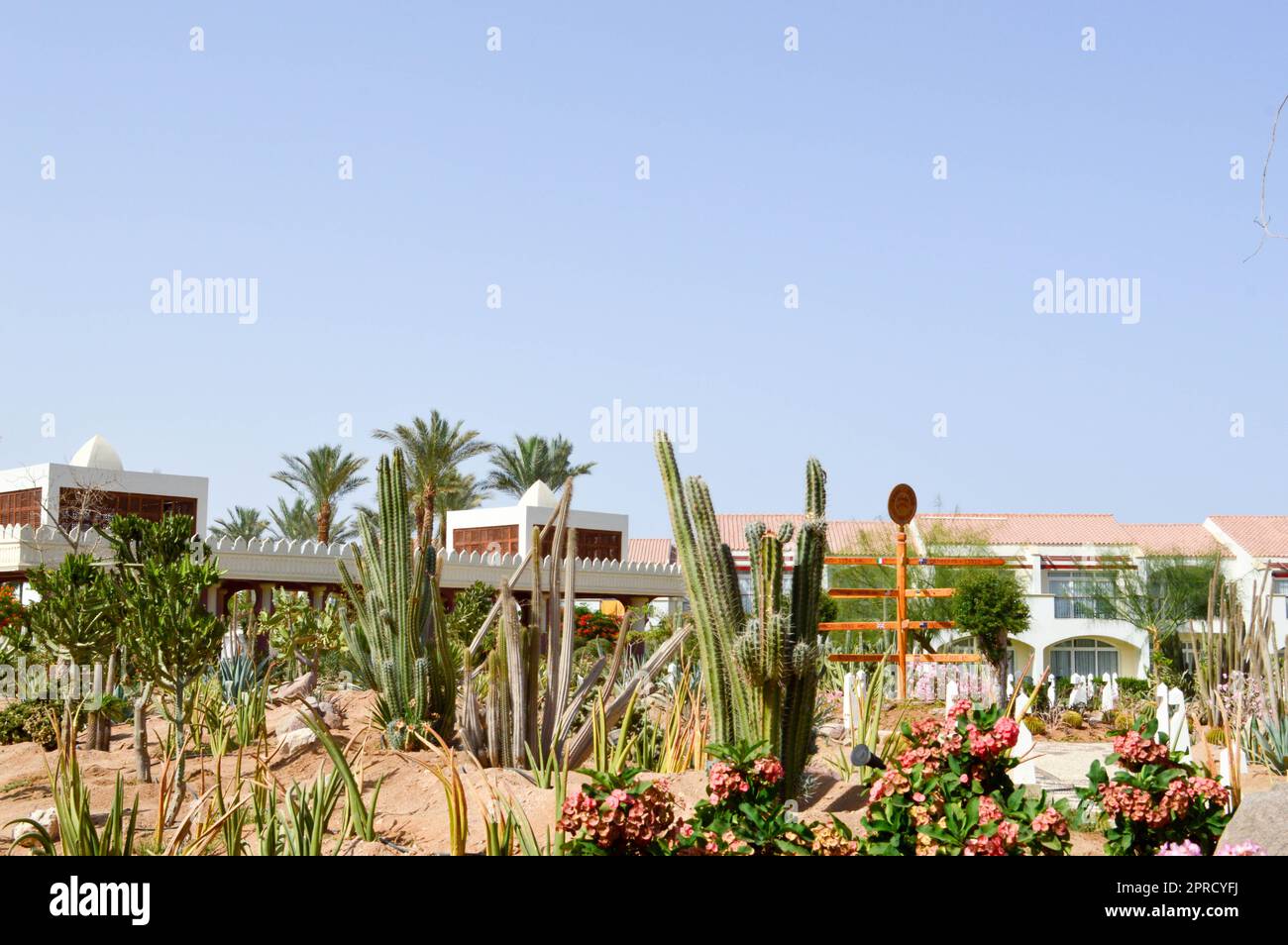 Park with cactus exotic tropical desert against white stone buildings ...