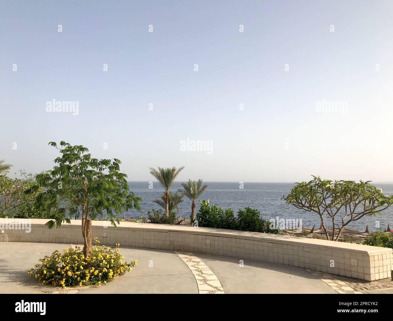 Palm trees and tropical green trees in nature and stone fencing, fence ...