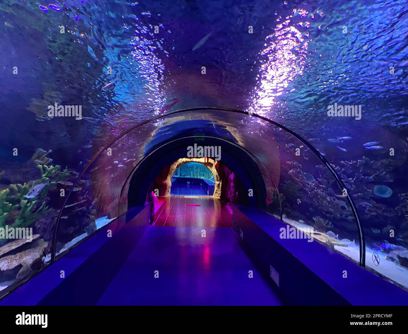 Large beautiful round glass tunnel under water in the aquarium with ...