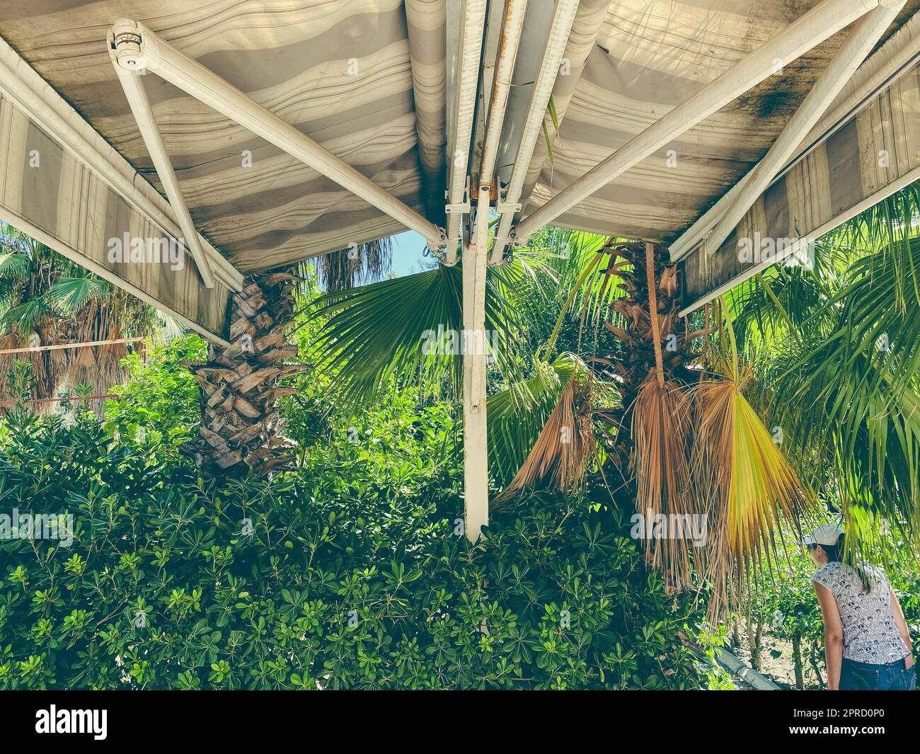 tropical, green plants in a hot country. palm trees with long, green ...