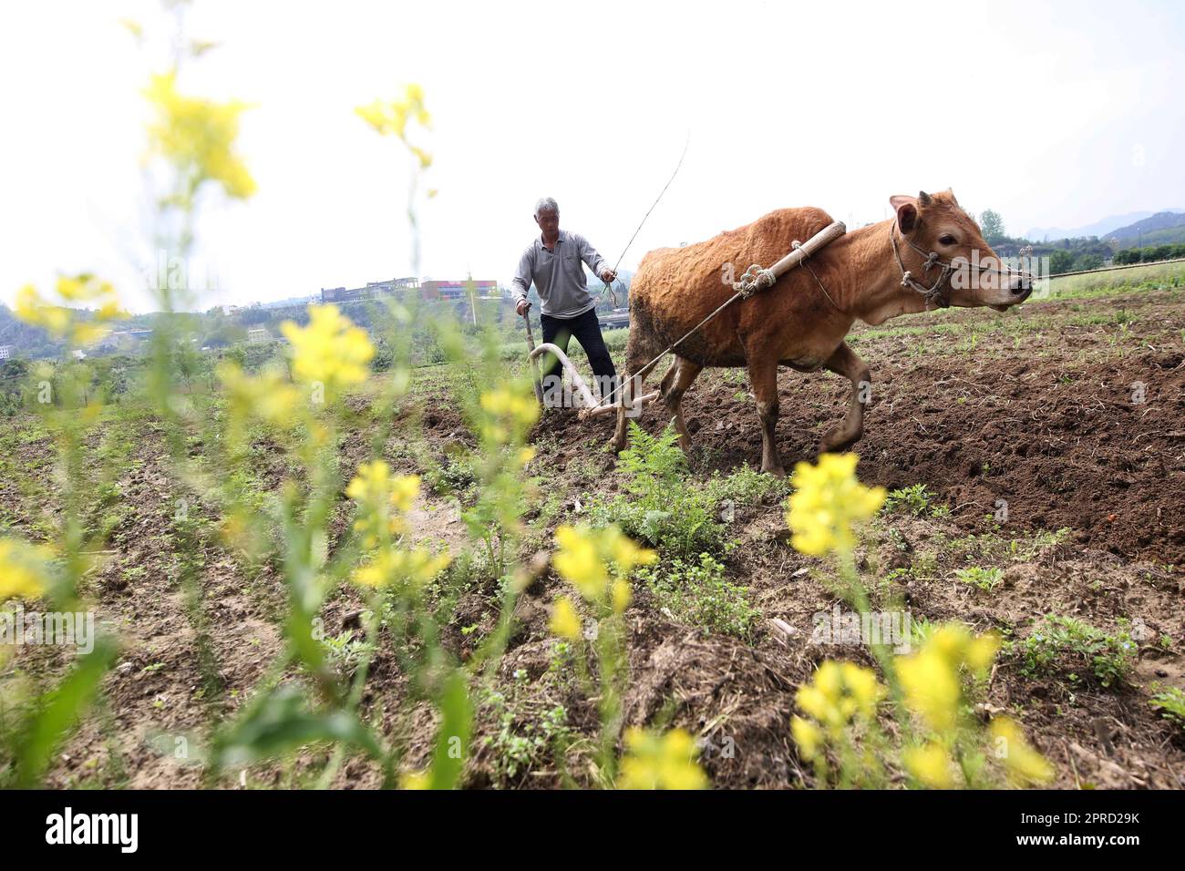 Beijing, China's Guizhou Province. 26th Apr, 2023. A farmer works in a ...