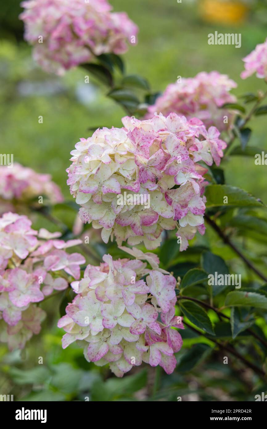 Hydrangea paniculata sort Fraise Melba hydrangea with pink flowers ...