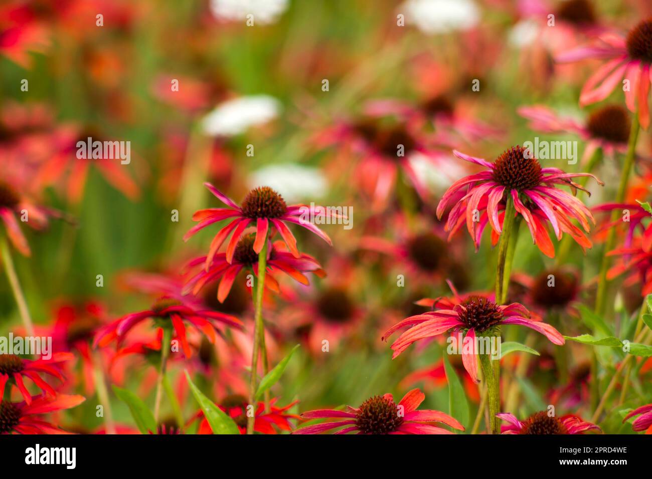 Coneflowers in garden hi-res stock photography and images - Alamy