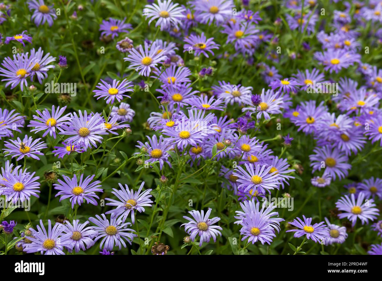 Purple alpine aster flowers hi-res stock photography and images - Alamy