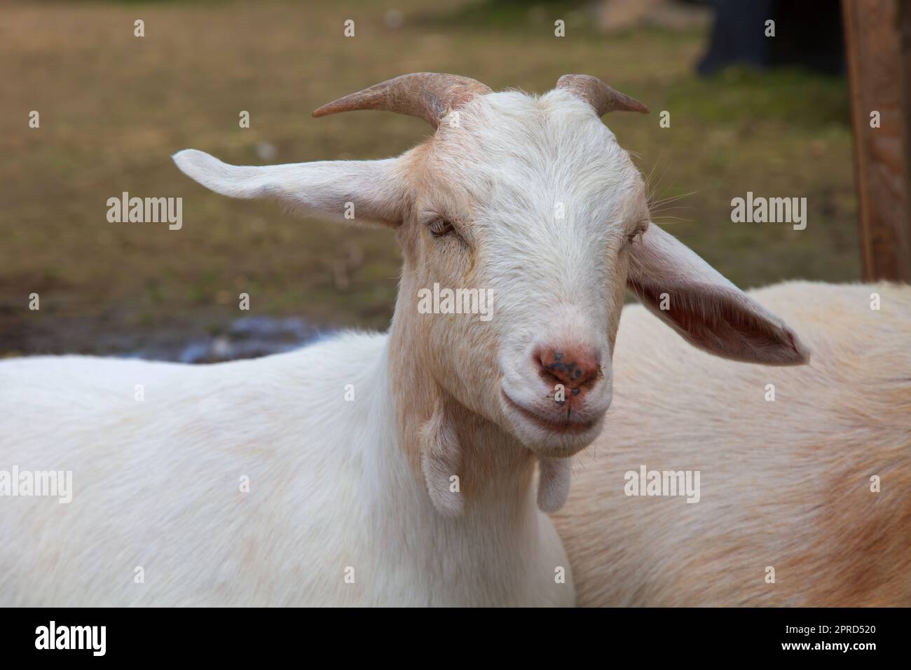 goat happy young animal dairy farm country agriculture Stock Photo - Alamy