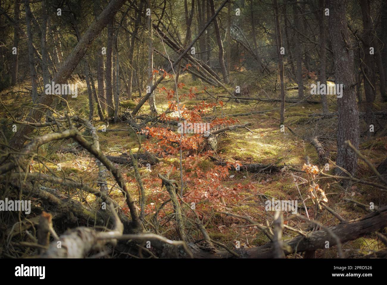 Forest wilderness. Uncultivated forest wilderness in Denmark - Odde ...