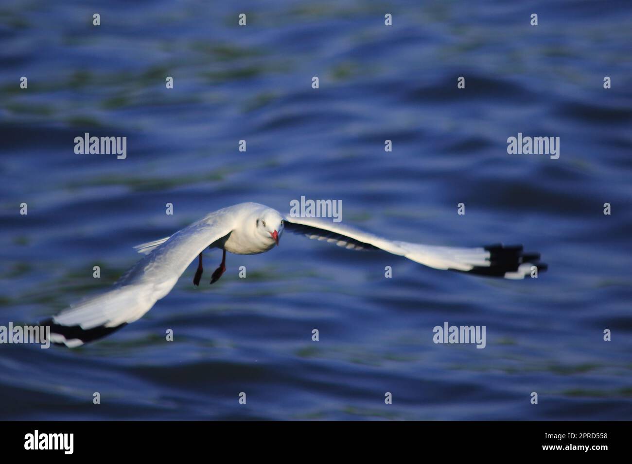 Large sea birds hi-res stock photography and images - Alamy