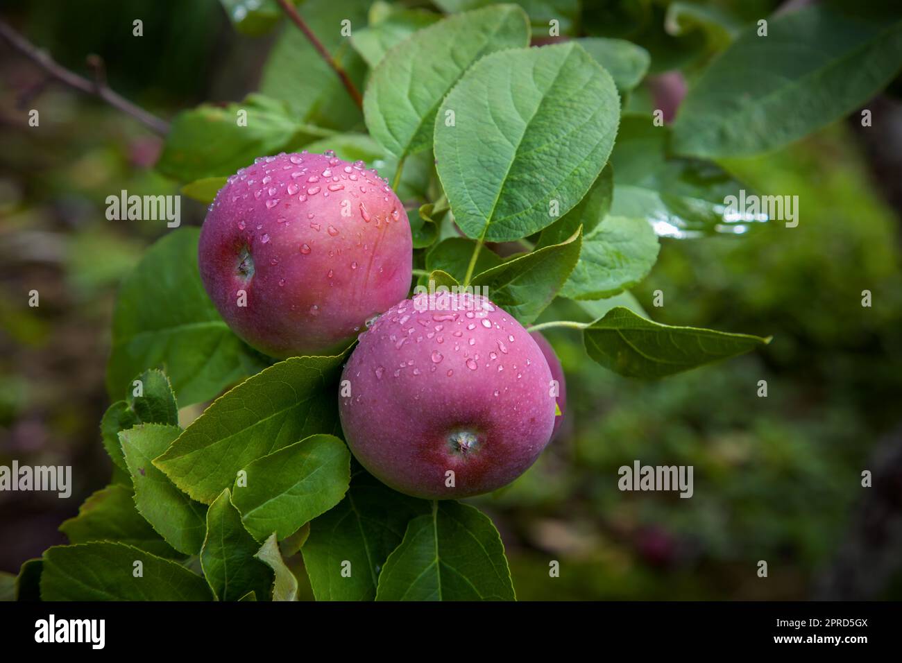 two apples in a tree water drops dew organic fruits orchard Stock Photo ...