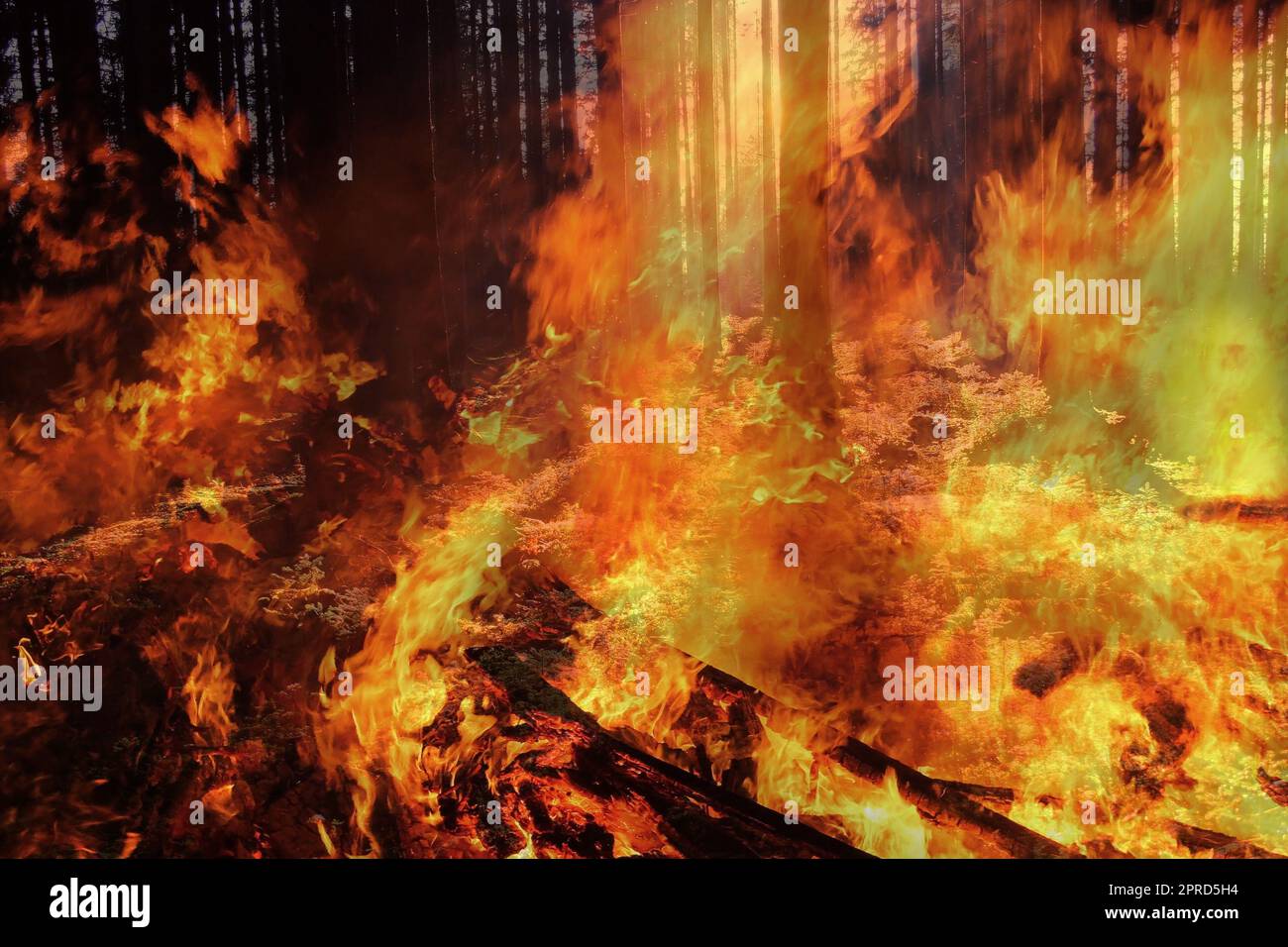 Danger of forest fire during severe drought Stock Photo - Alamy