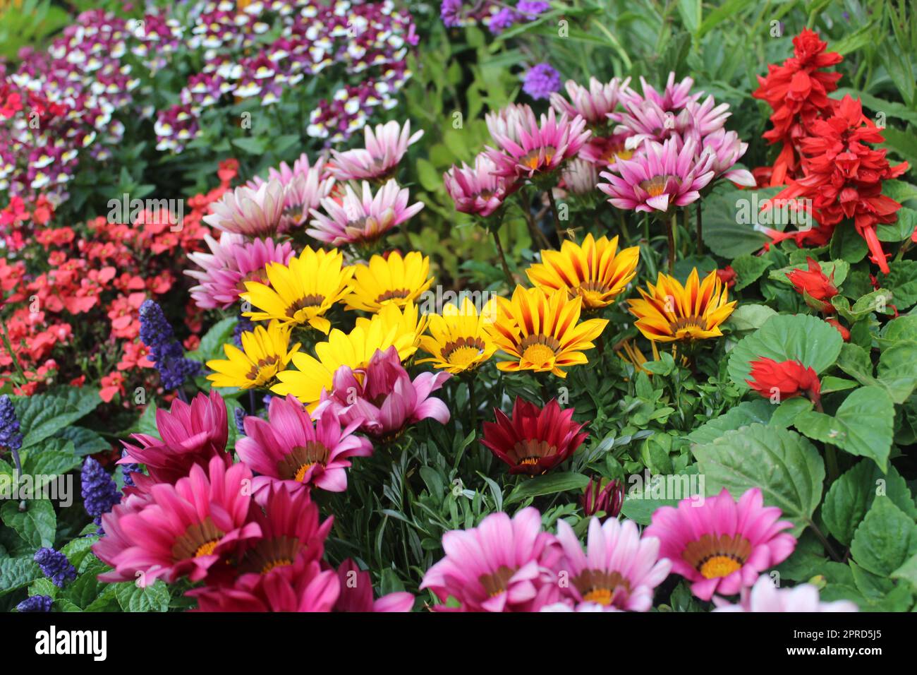 treasure flower in the garden Stock Photo - Alamy